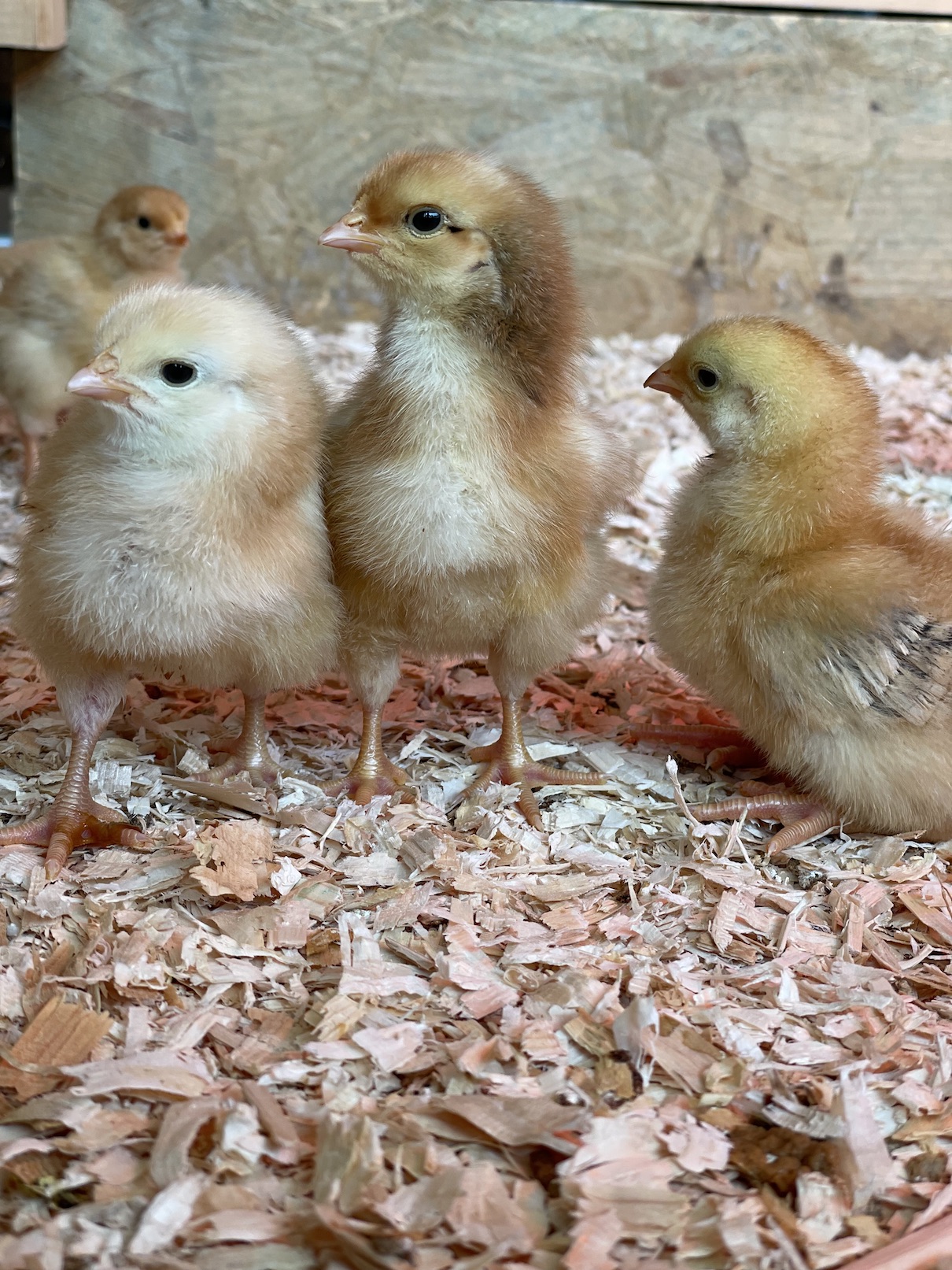Embarking On A New Adventure: Meat Birds - The 5 Bees Farm